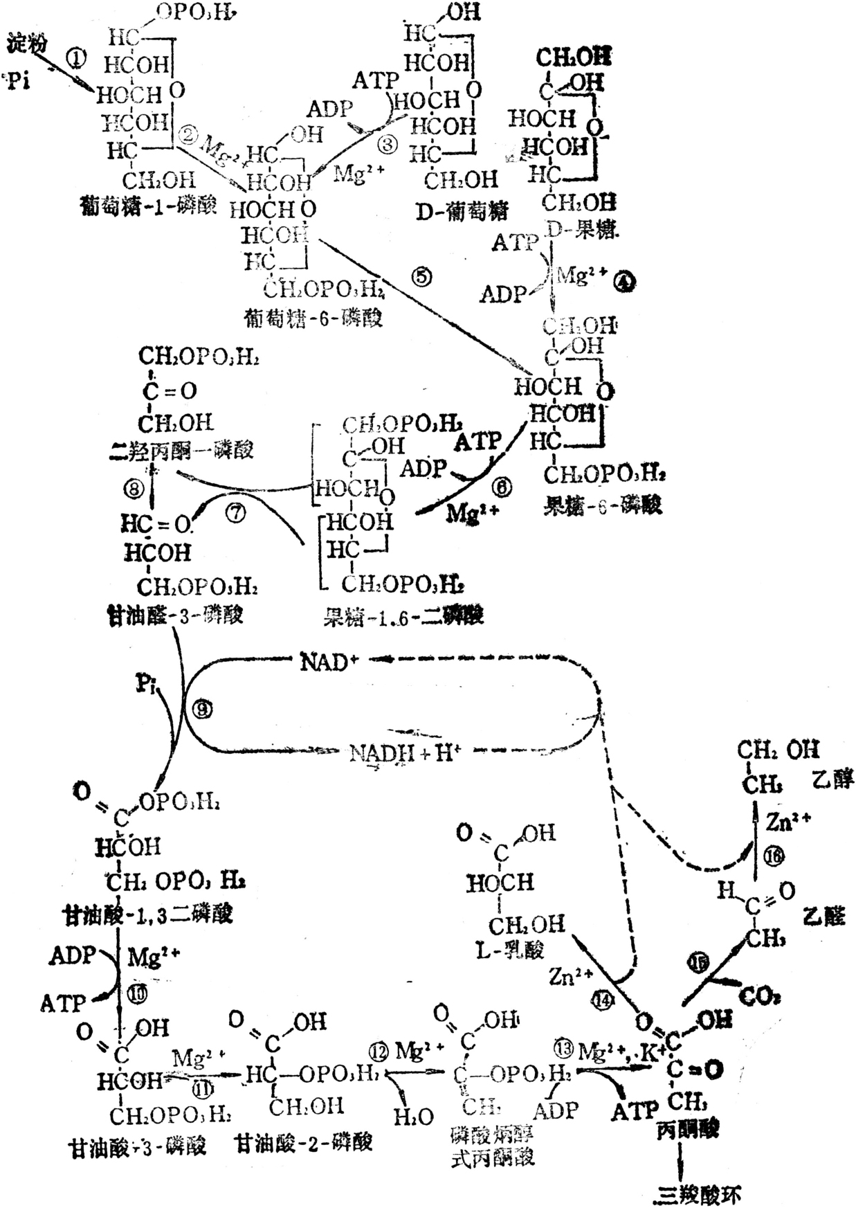 糖酵解 智汇三农