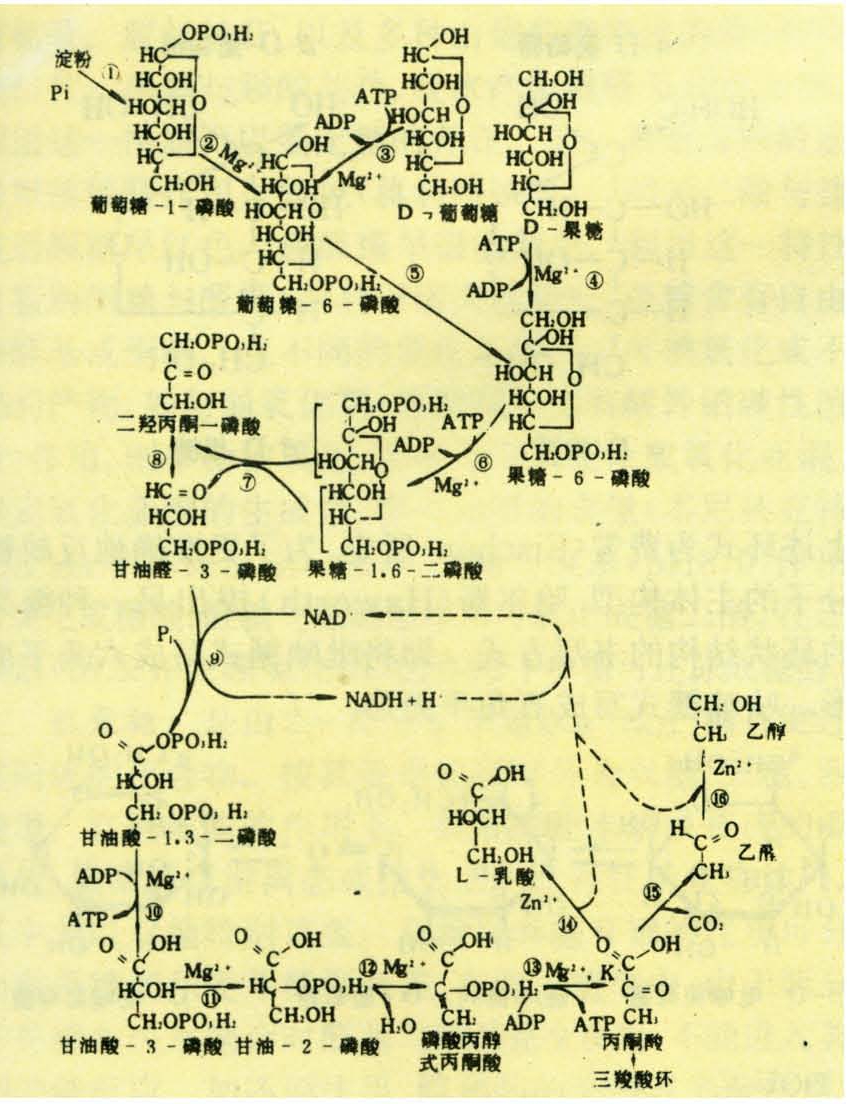糖酵解 智汇三农