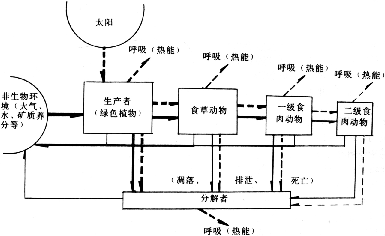 森林生态系统 智汇三农