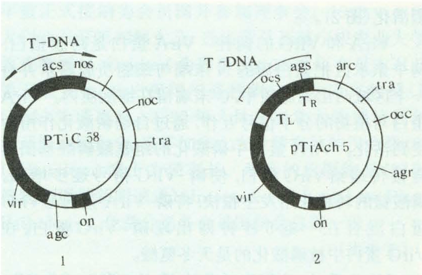 冠瘿瘤形成机制-智汇三农